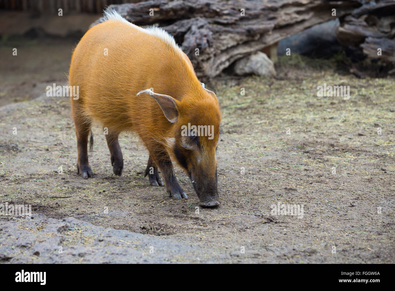 Wild boar with an orange color on sand and rocks Stock Photo - Alamy