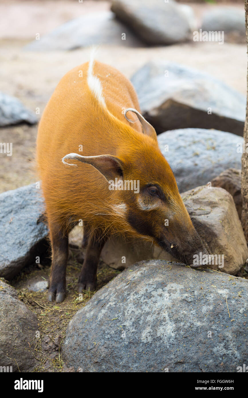 Wild boar with an orange color on sand and rocks Stock Photo - Alamy