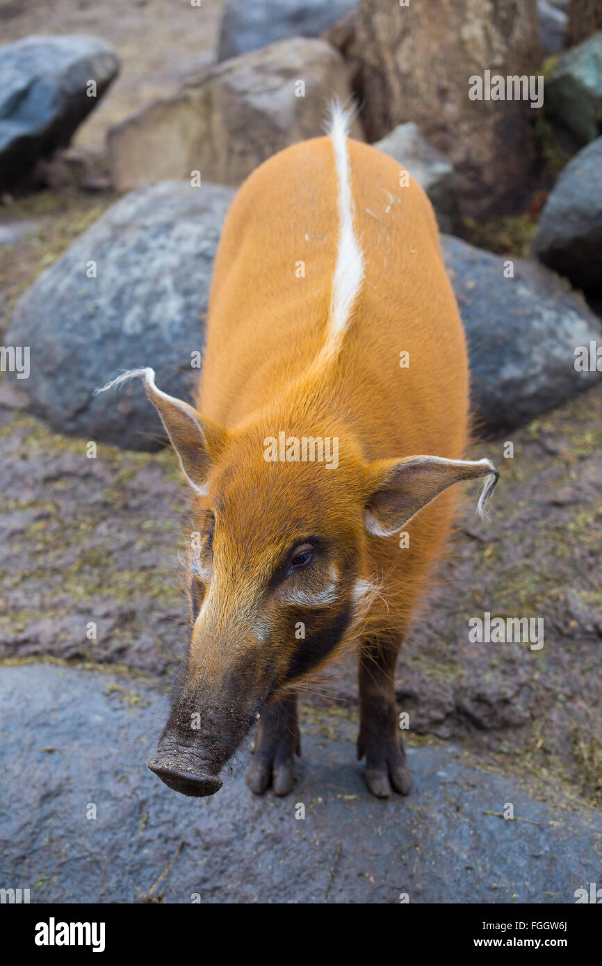 Wild boar with an orange color on sand and rocks Stock Photo - Alamy