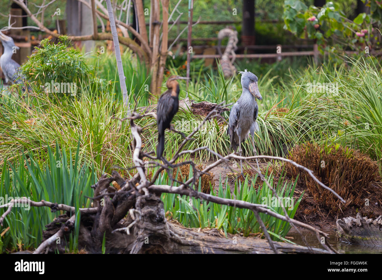 Dodo bird hi-res stock photography and images - Alamy
