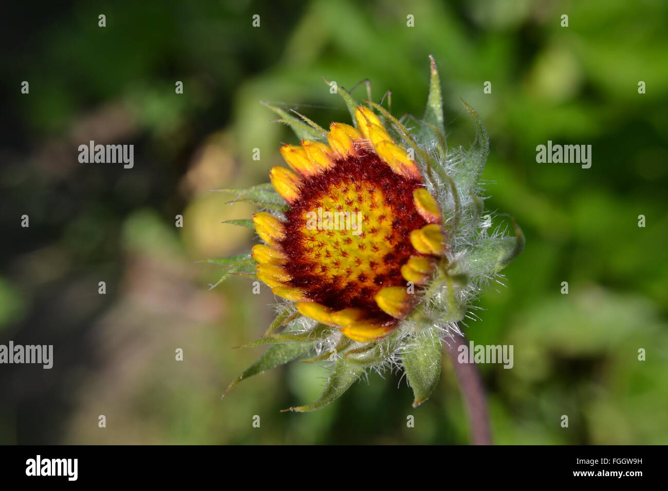 Gaillardia flower hi-res stock photography and images - Alamy