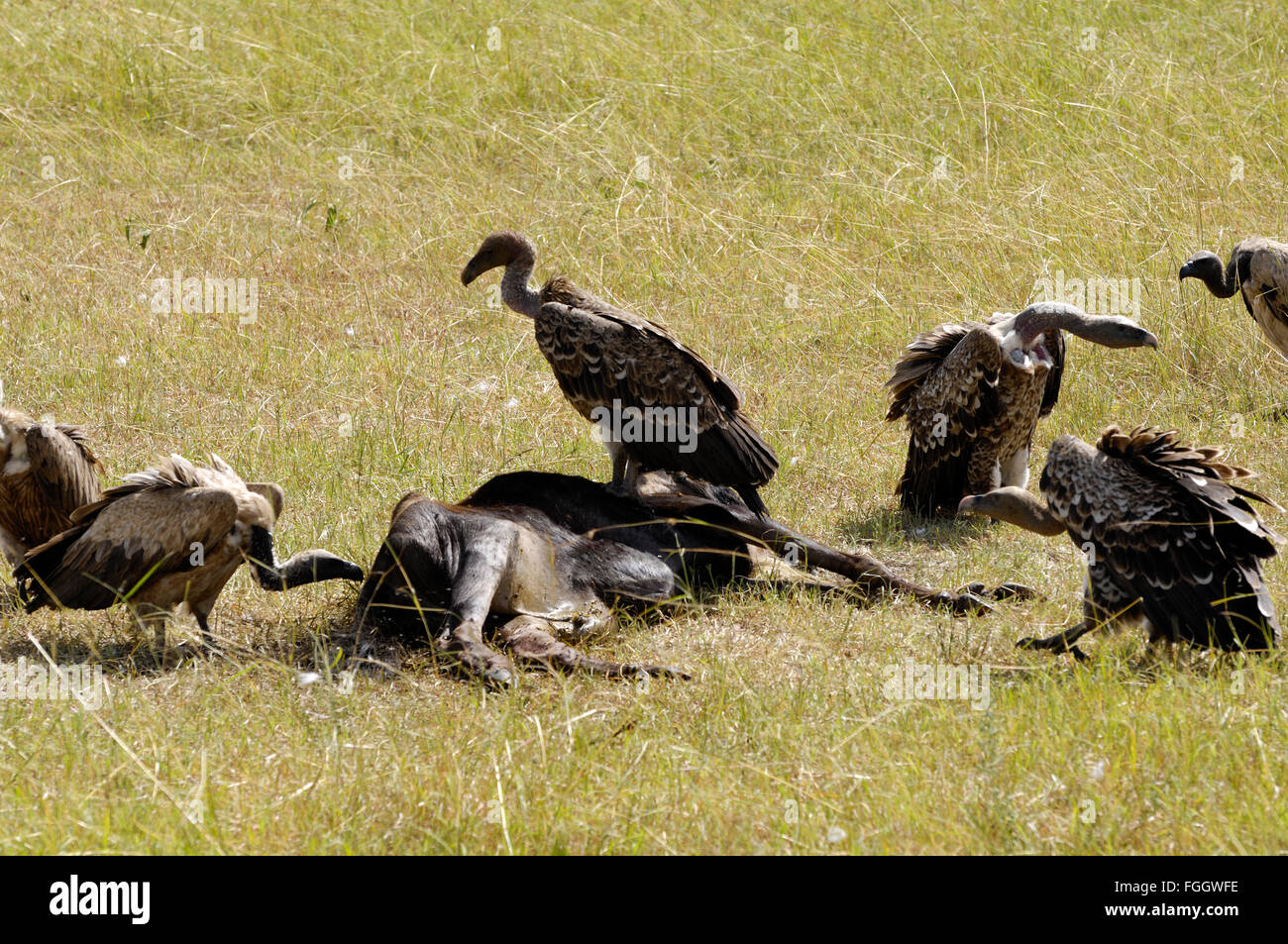 Vultures feeding hi-res stock photography and images - Alamy