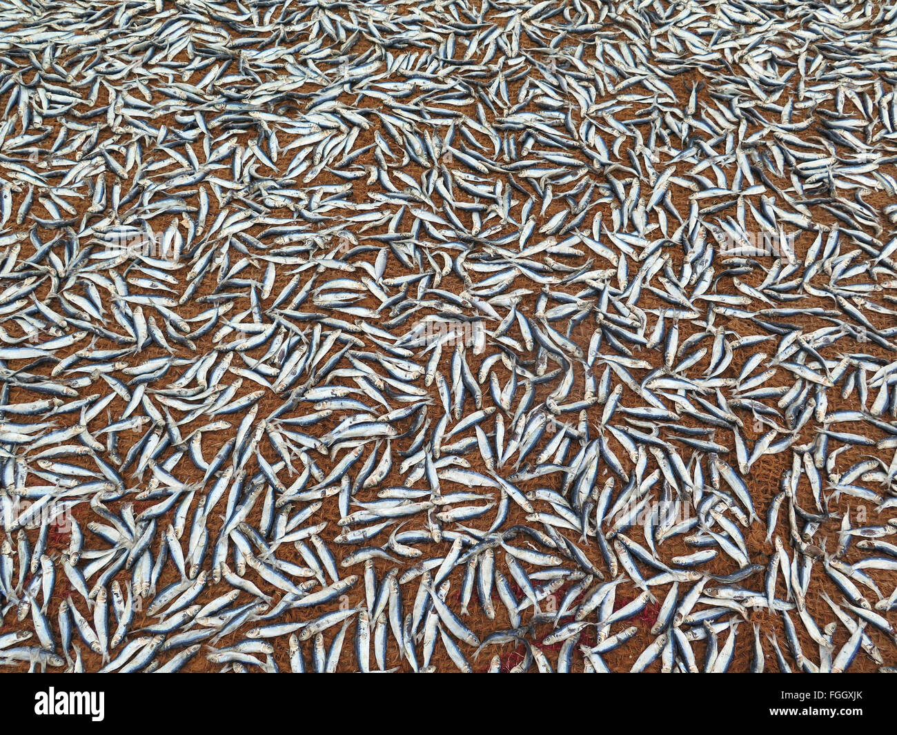 Fish dying in sun hi-res stock photography and images - Alamy
