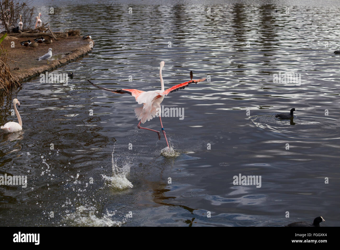 Pink flamingo running on the water to takeoff and fly Stock Photo - Alamy