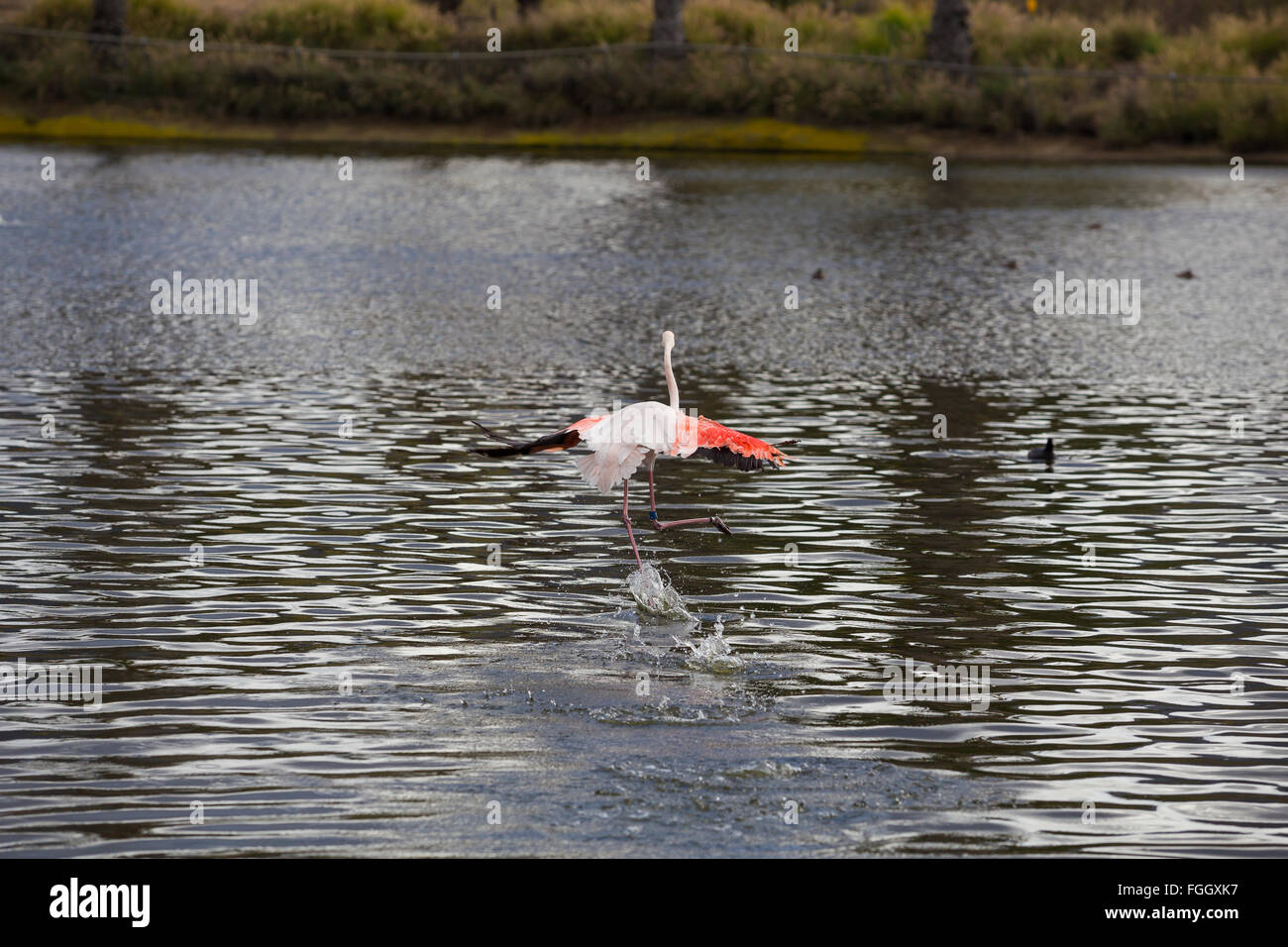 Pink flamingo running on the water to takeoff and fly Stock Photo - Alamy
