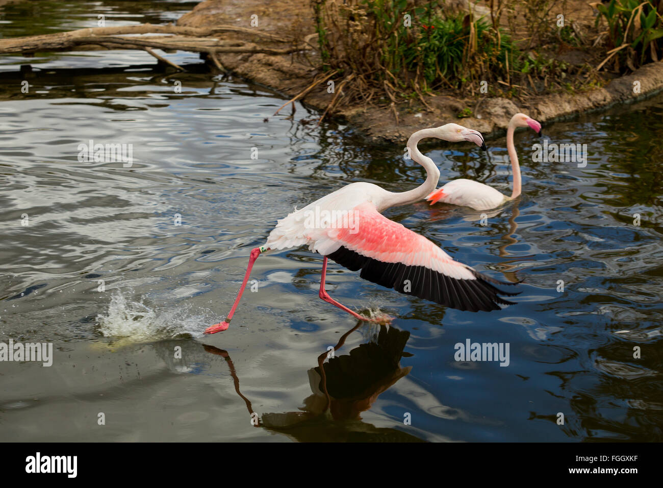 Pink flamingo running on the water to takeoff and fly Stock Photo - Alamy