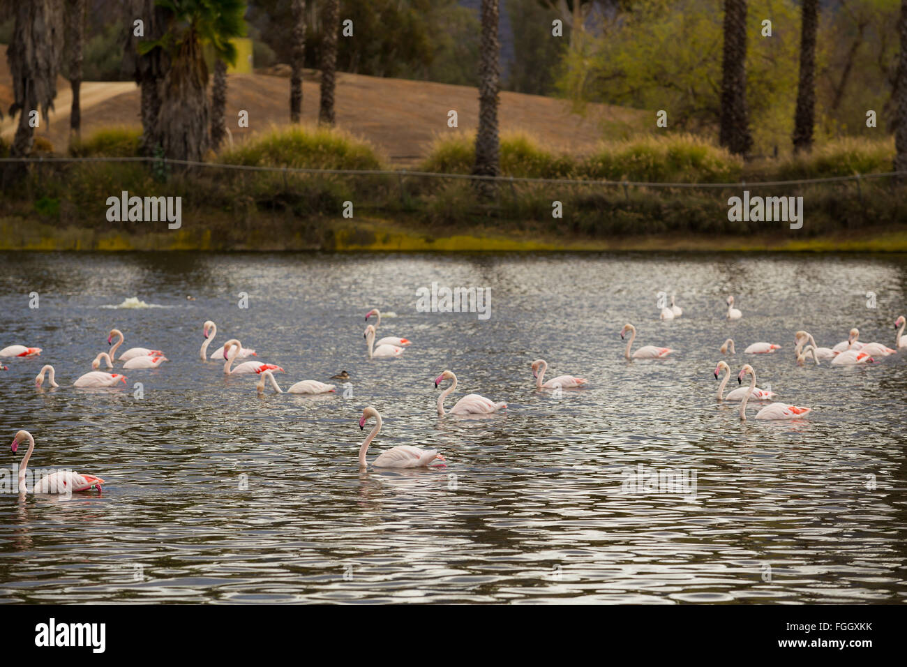 Flamingos in water with other birds at a large park in California Stock ...