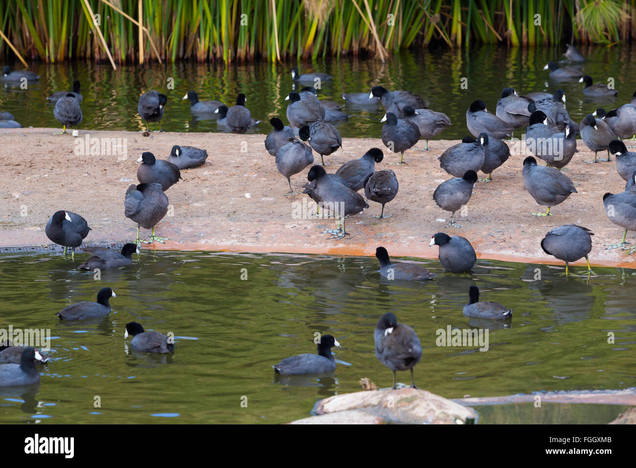 Common black birds in a pond of water Stock Photo - Alamy