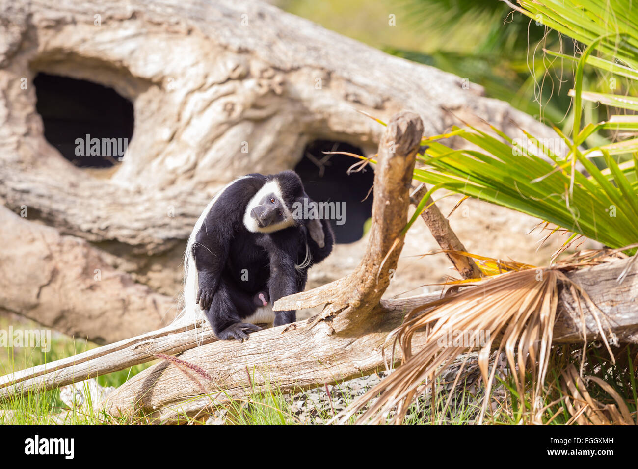 Monkey Scratching Head High Resolution Stock Photography and Images - Alamy