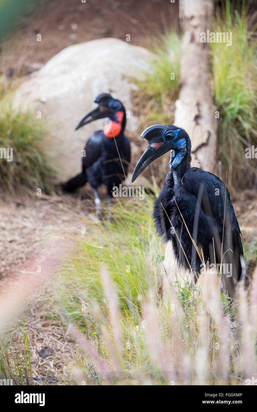 Rare birds look towards the camera with large eyes at an outdoor park ...