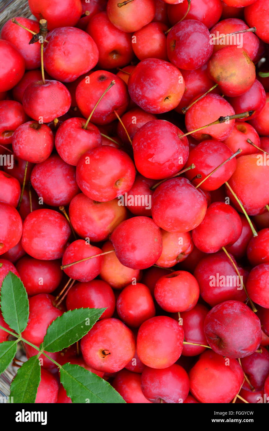 Chinese crabapples hi-res stock photography and images - Alamy