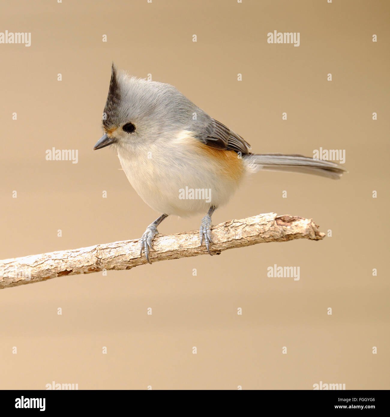 Black crested titmouse hi-res stock photography and images - Alamy