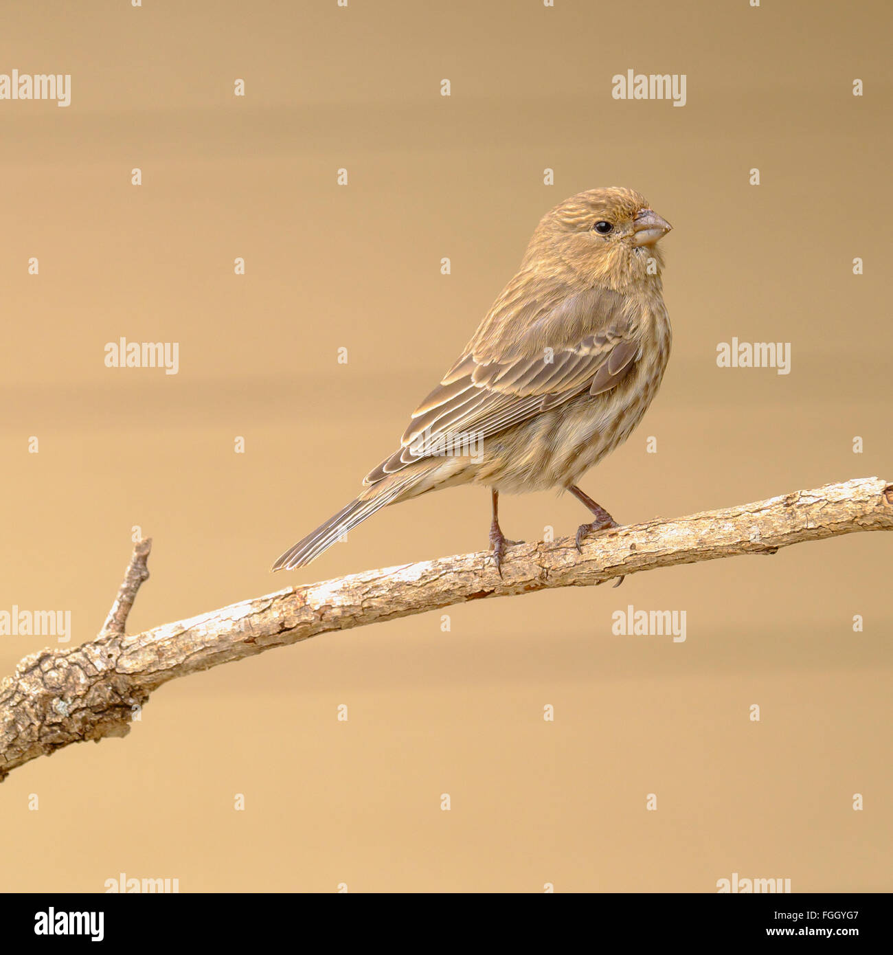 Female House Finch wild songbird perched on a tree branch Stock Photo ...