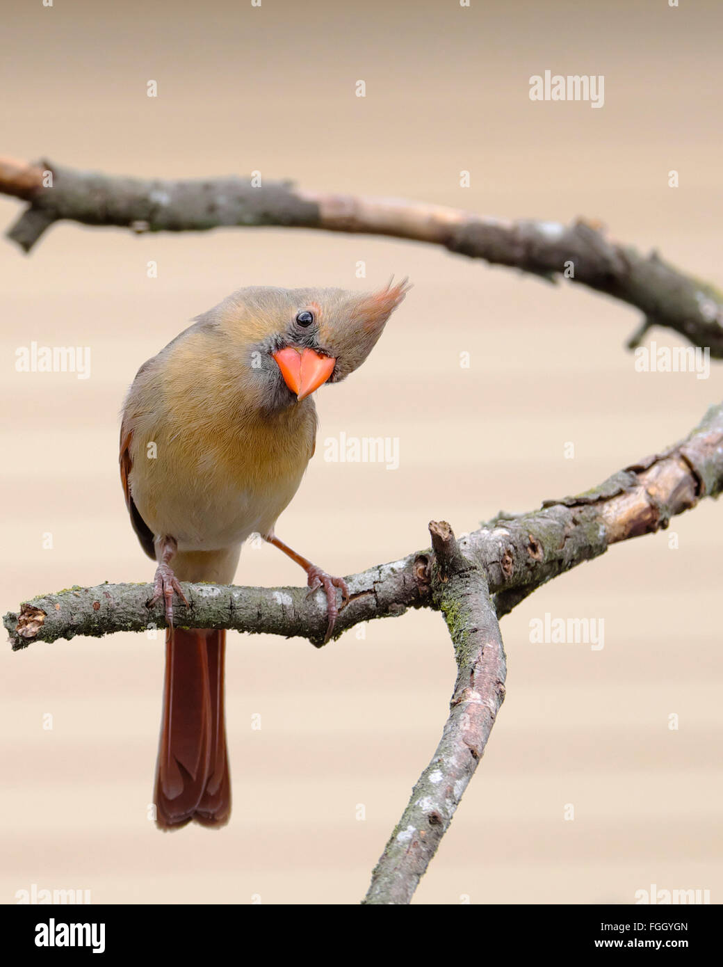 Female Northern Cardinal wild songbird Cardinalis cardinalis perched on ...