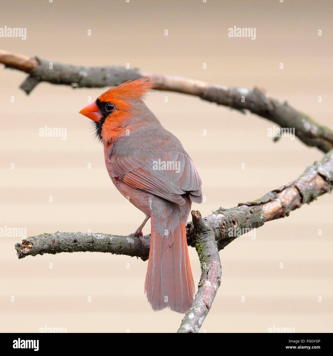 Male Northern Cardinal Cardinalis cardinalis wild songbird perched on a ...