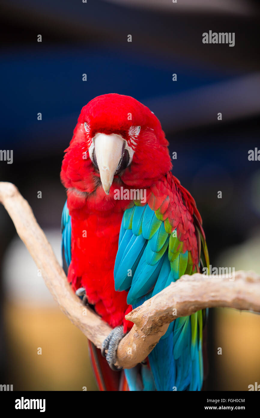 Red Macaw or Parrot at a bird sanctuary in California Stock Photo - Alamy