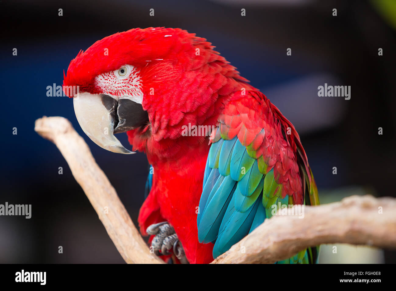 Rare macaw bird hi-res stock photography and images - Alamy