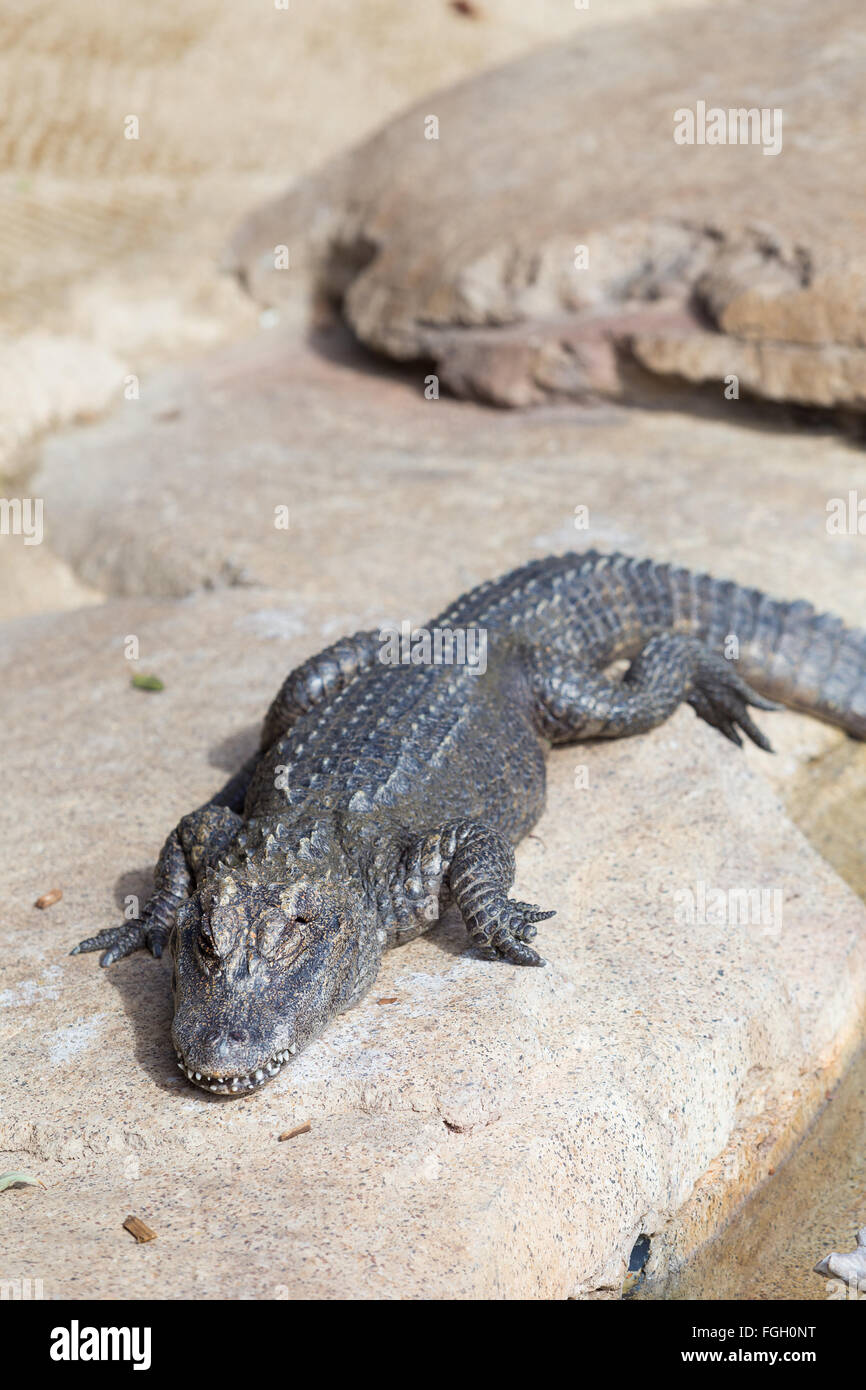 Alligator on a rock resting at an animal sanctuary for reptiles Stock ...