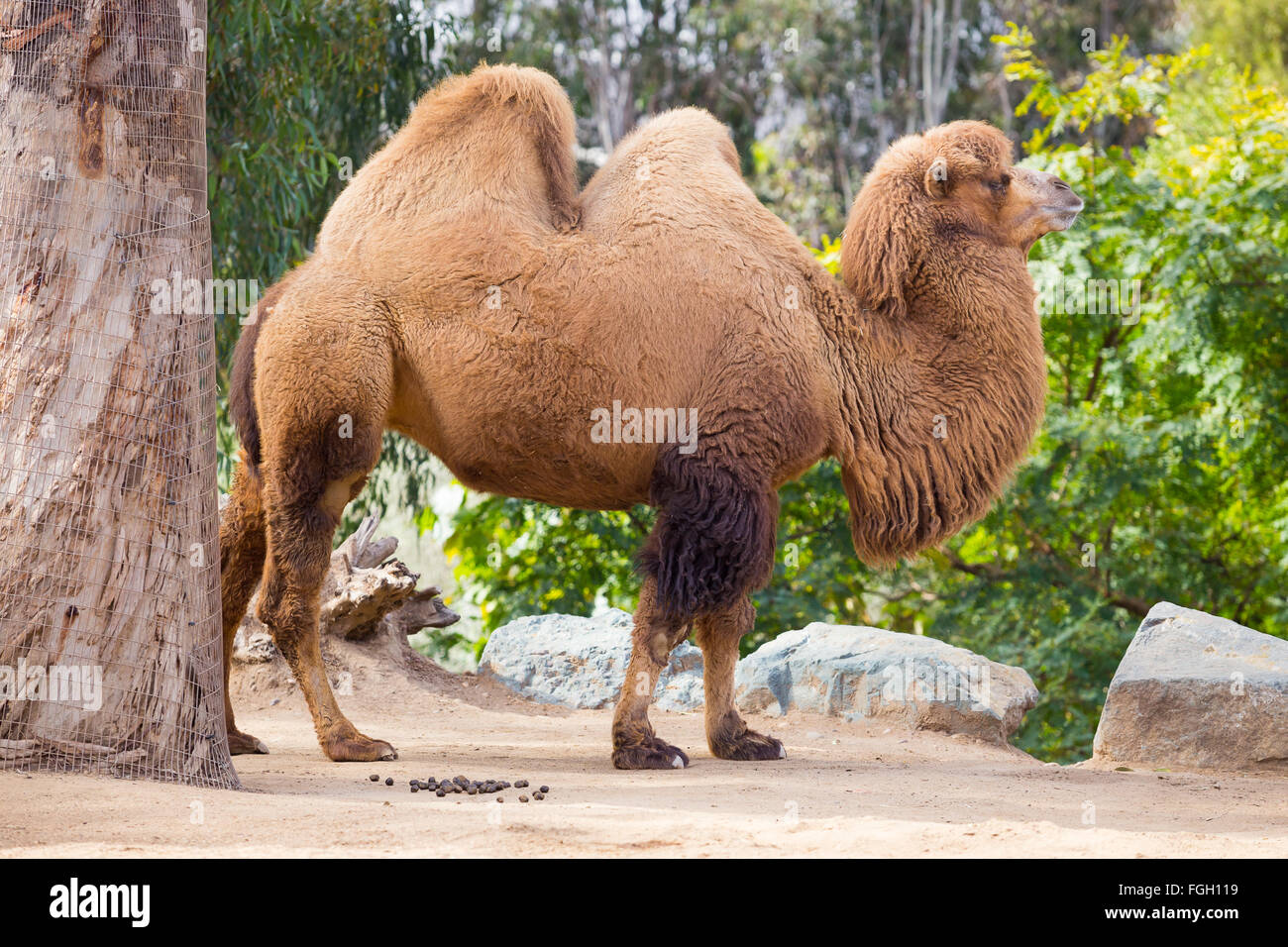 Two hump camel hi-res stock photography and images - Alamy