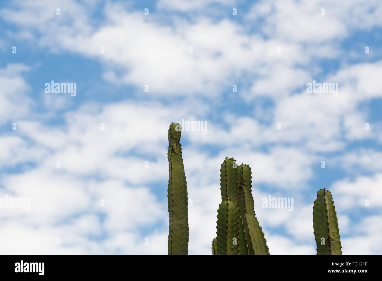 Plants and sky abstract created in California Stock Photo - Alamy