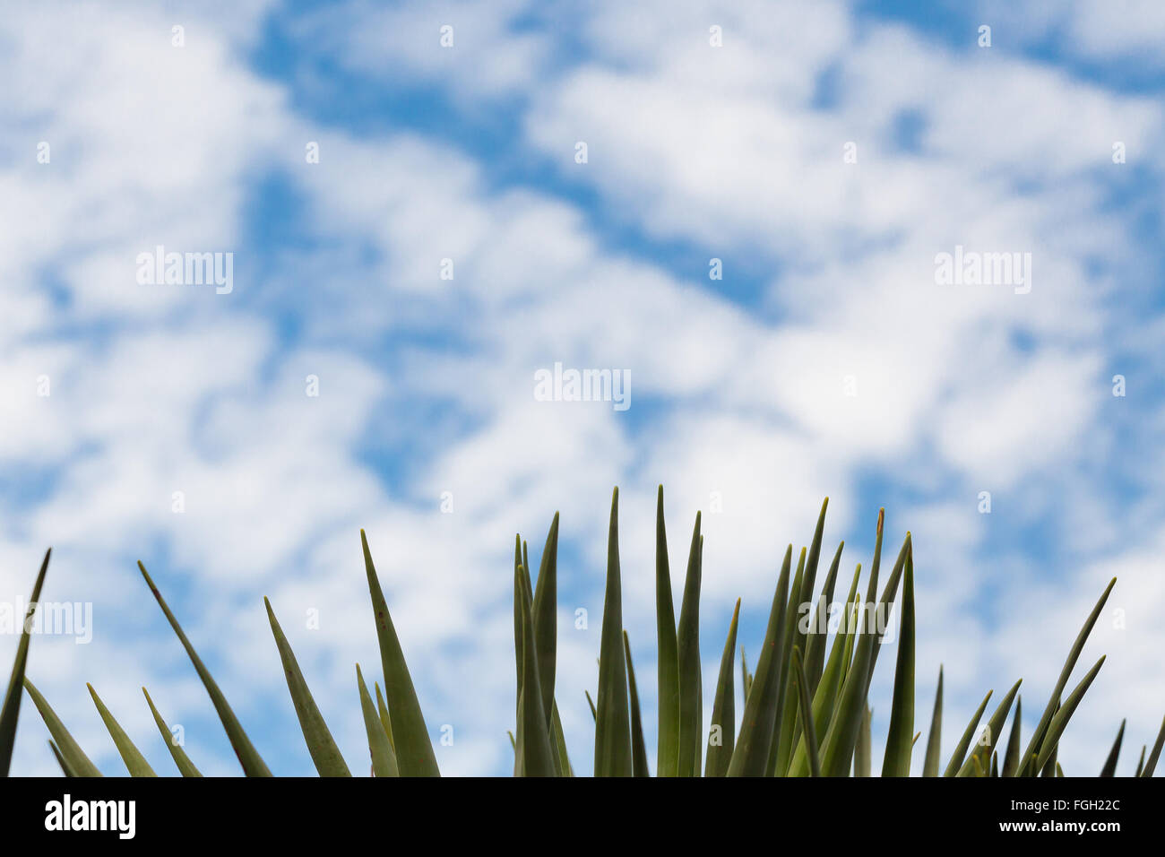 Plants and sky abstract created in California Stock Photo - Alamy