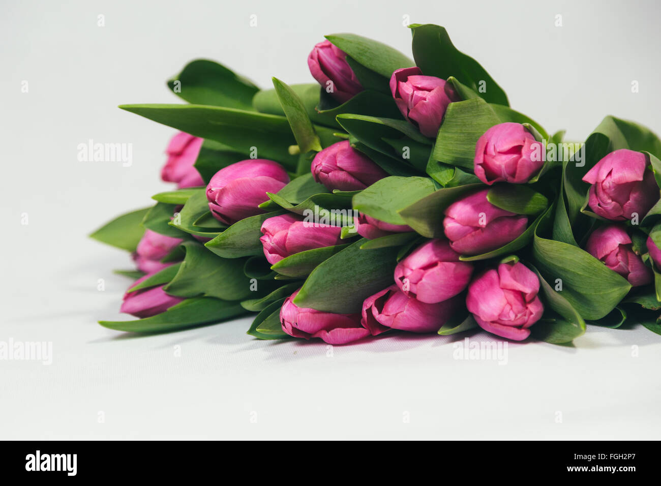 Isolated bouquet of pink tulips laying on a white background Stock ...