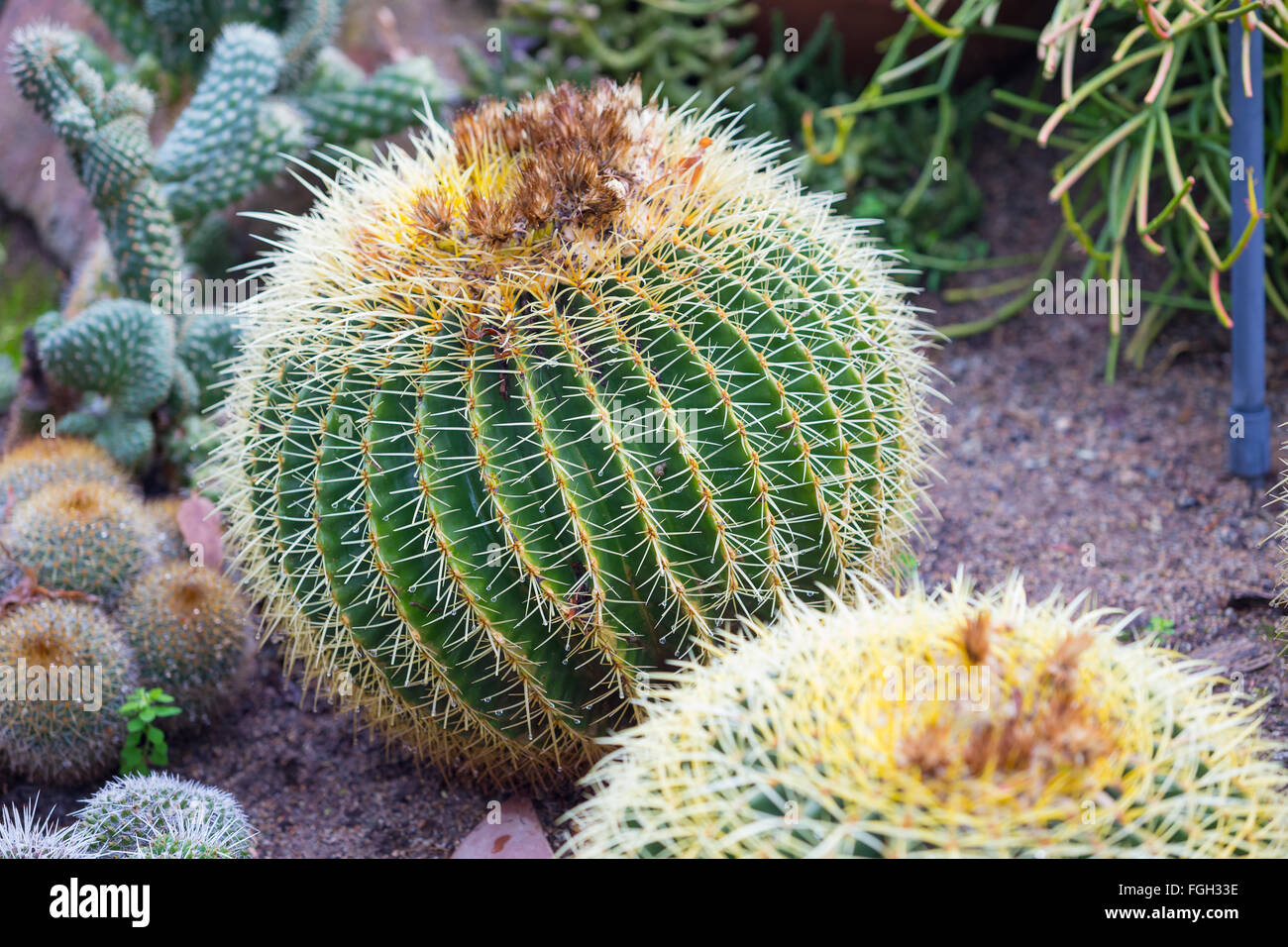 Natural cactus plant in San Diego California Stock Photo - Alamy