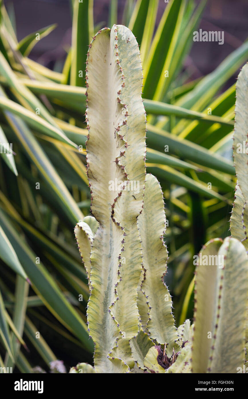 Natural cactus plant in San Diego California Stock Photo - Alamy