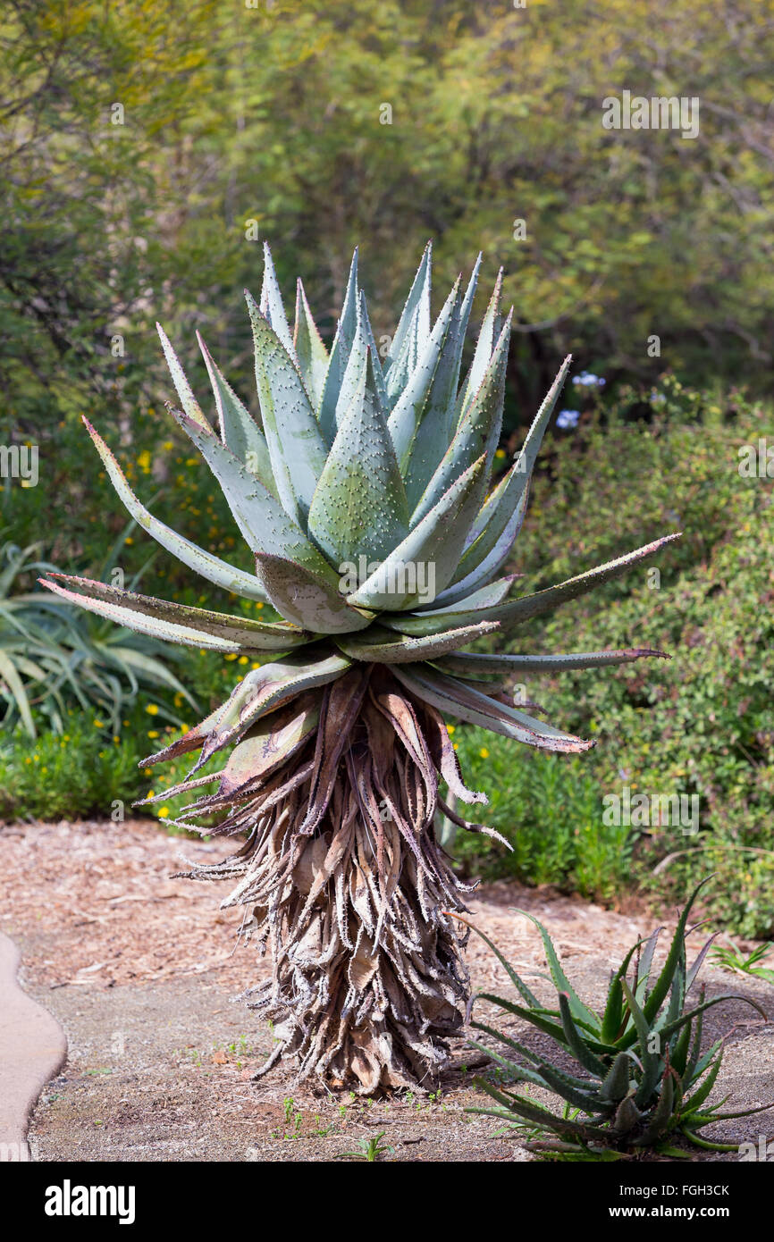 Natural cactus plant in San Diego California Stock Photo - Alamy