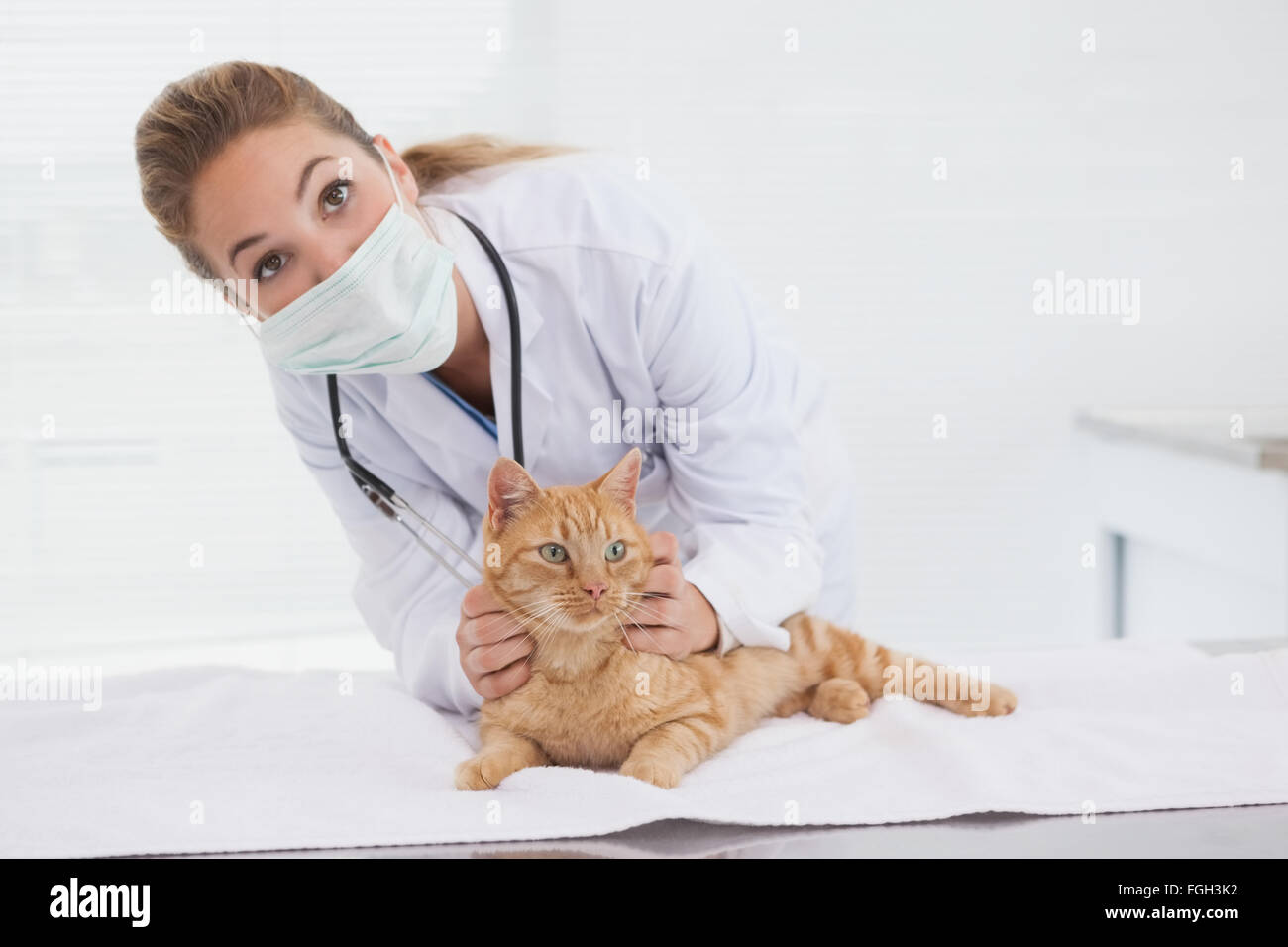 Vet giving a cat a check up Stock Photo - Alamy