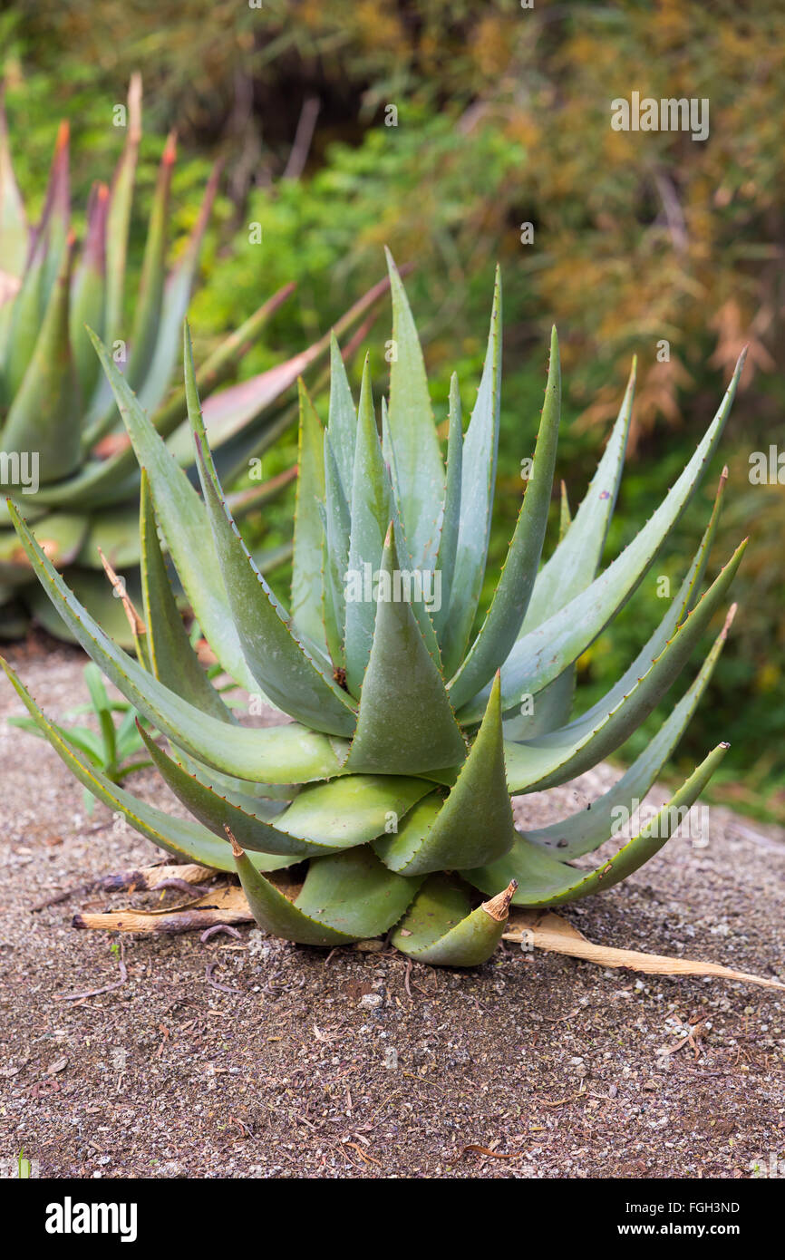 Natural cactus hi-res stock photography and images - Alamy