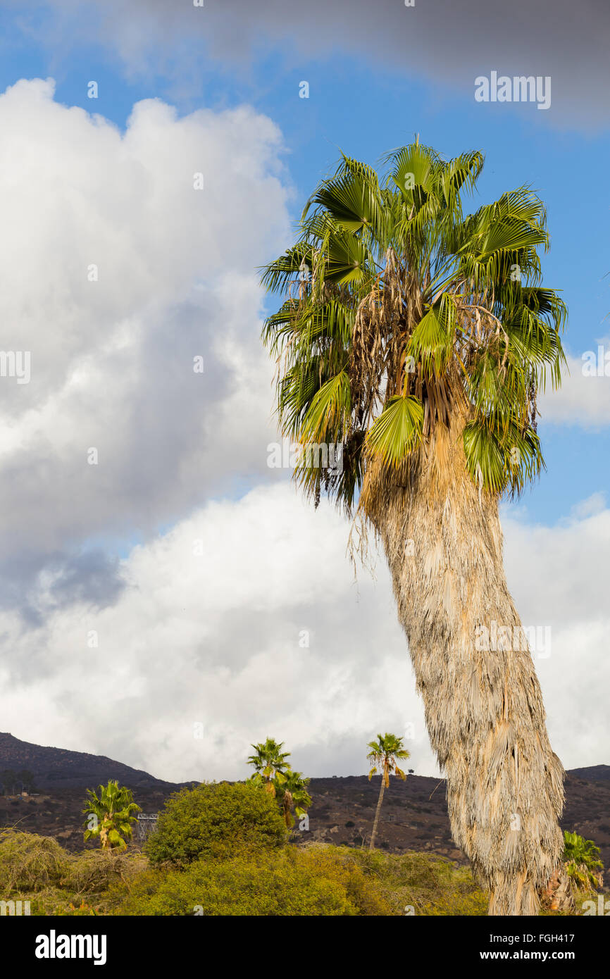 Tropical climate of Southern California is perfect for this type of ...