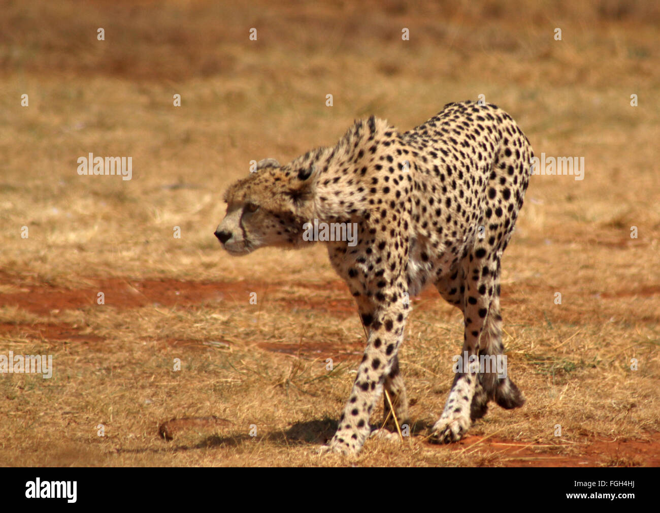 Cheeta chase hi-res stock photography and images - Alamy