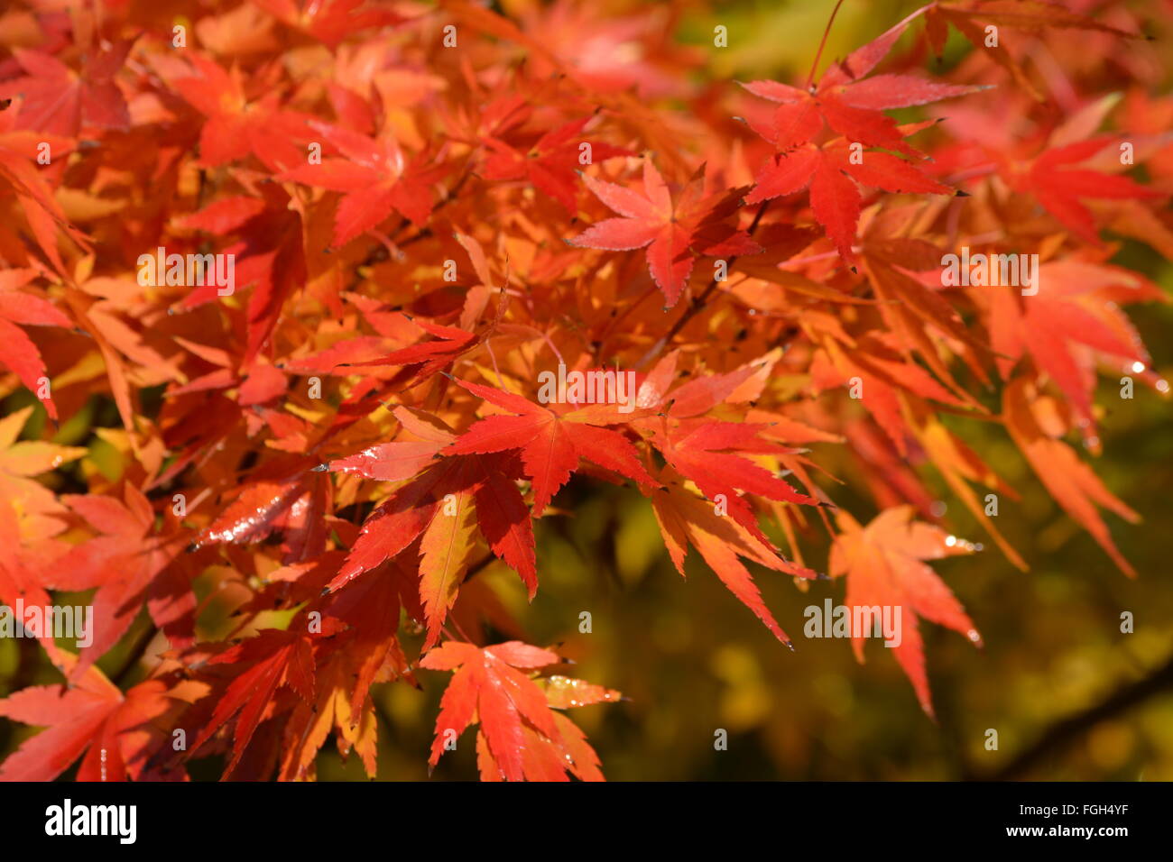 Orange yellow red sunlight hi-res stock photography and images - Alamy