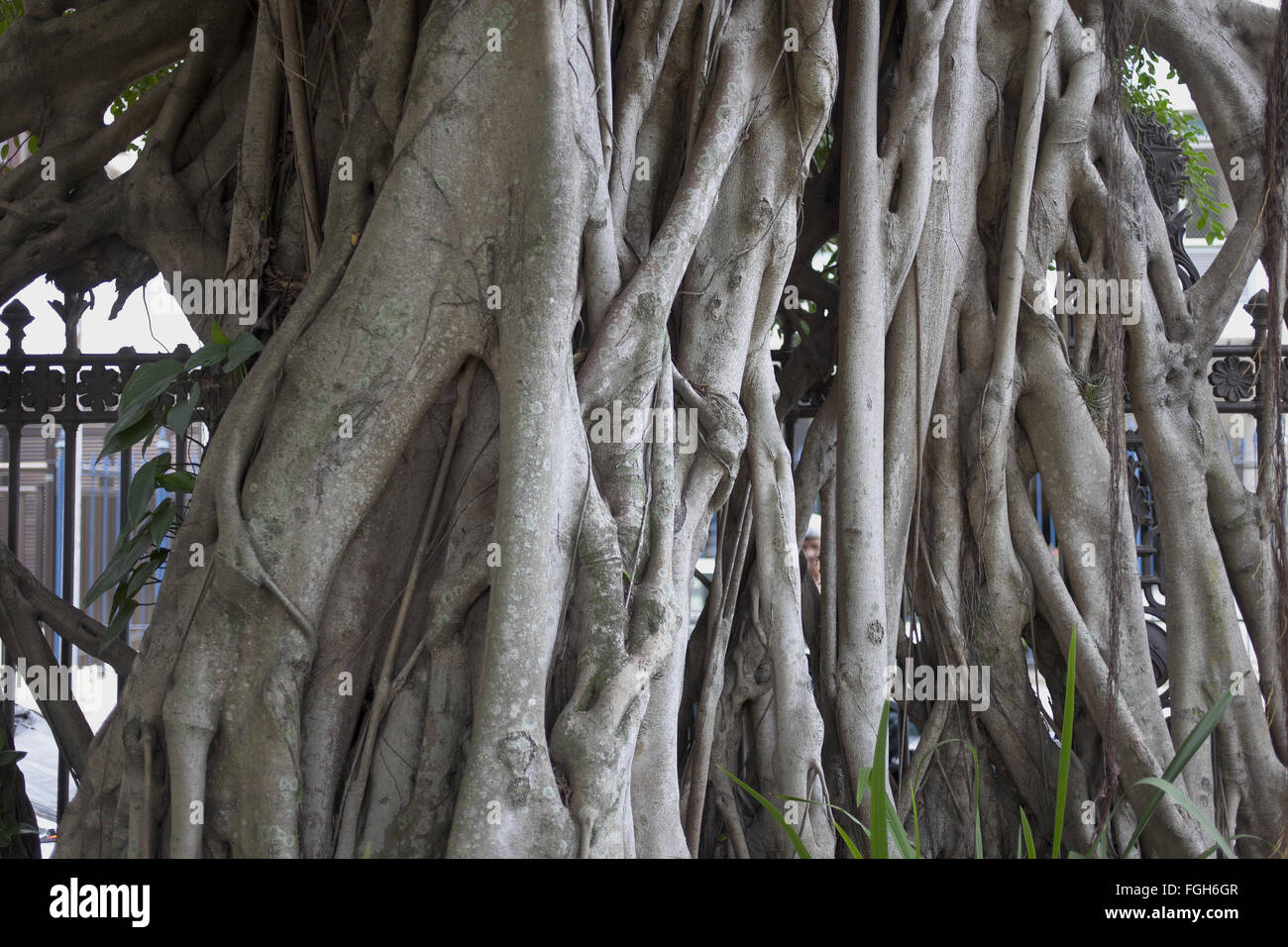 Root structure fichus tree Brazil Stock Photo - Alamy