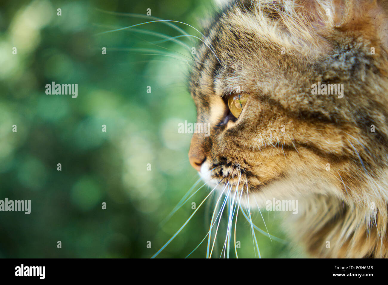 Yellow-brown cat stares at something, profile view Stock Photo - Alamy