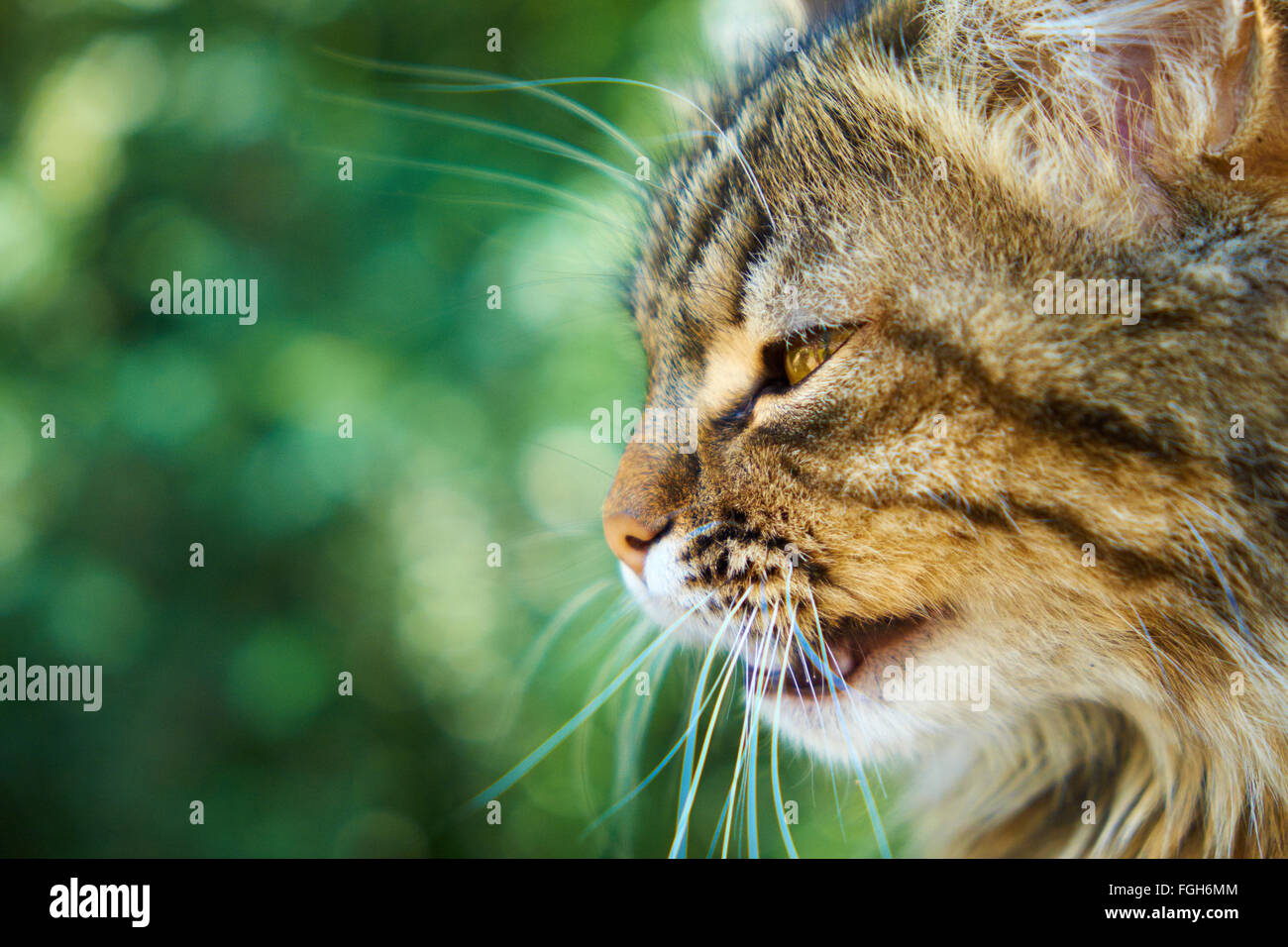 Disgruntled hi-res stock photography and images - Alamy