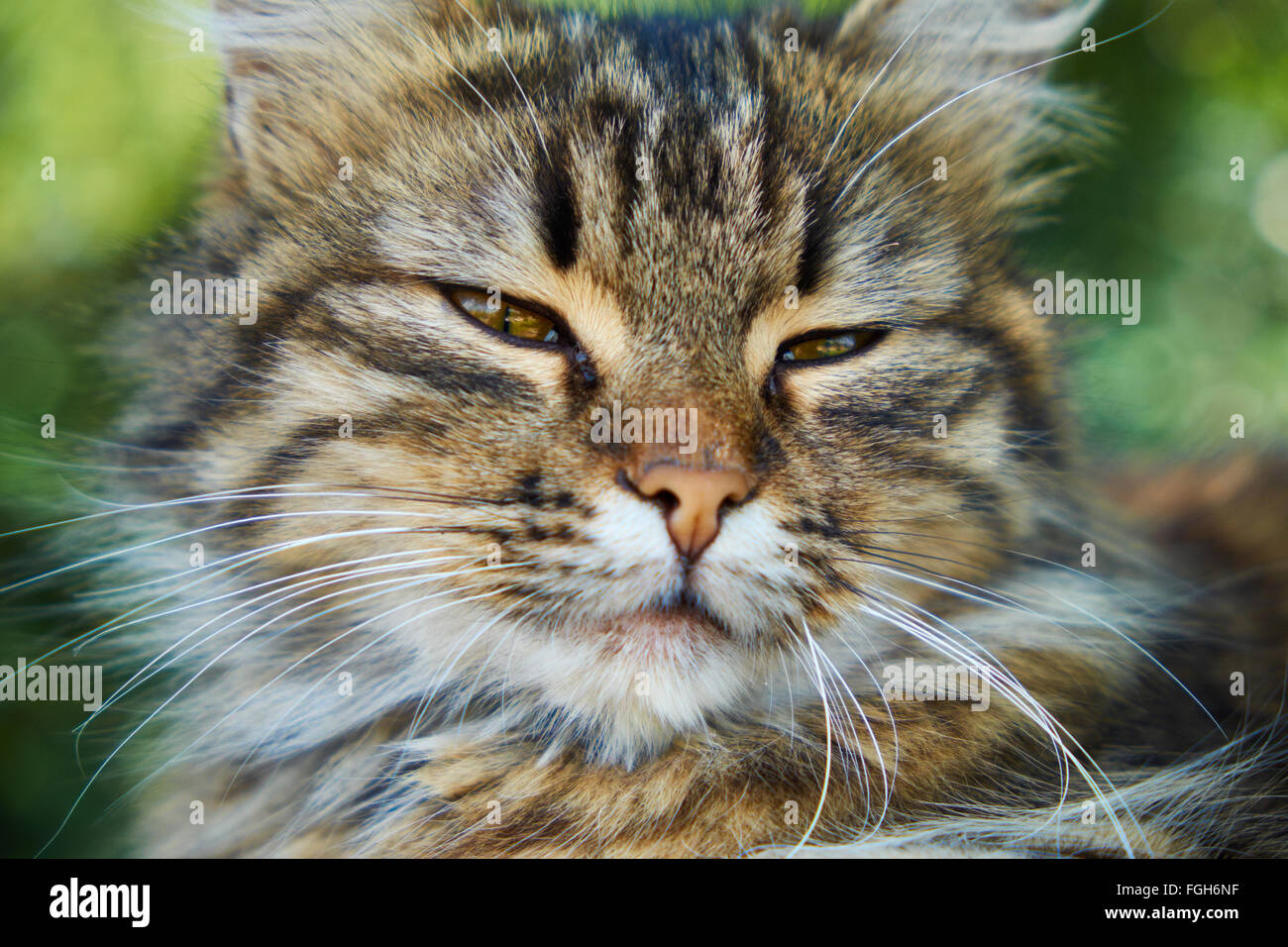 Contented muzzle of yellow-brown cat, closeup Stock Photo - Alamy