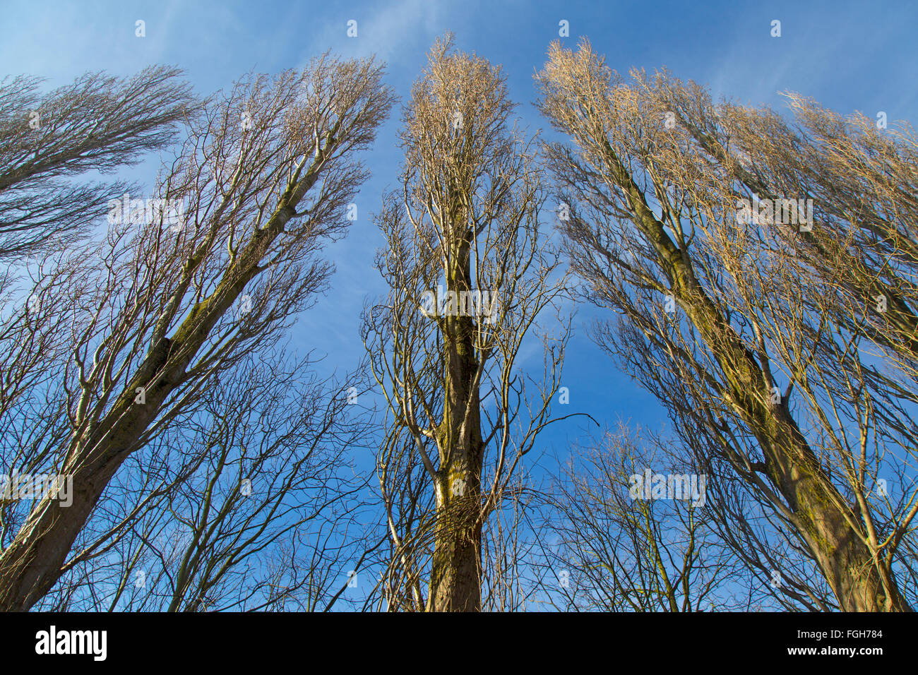 Lombardy Poplar Populus Nigra Italica High Resolution Stock Photography ...