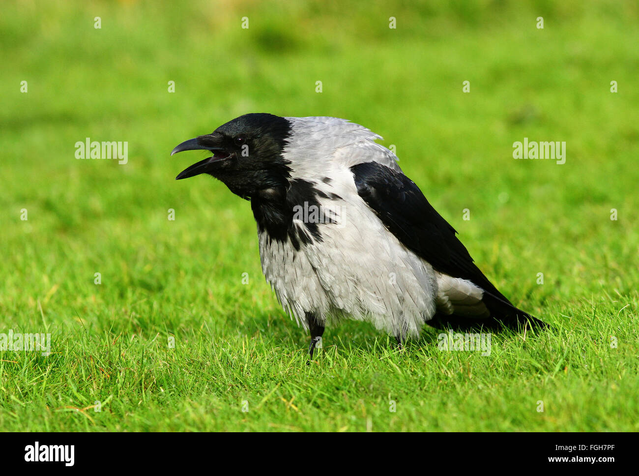 Cawing Hooded crow Stock Photo - Alamy