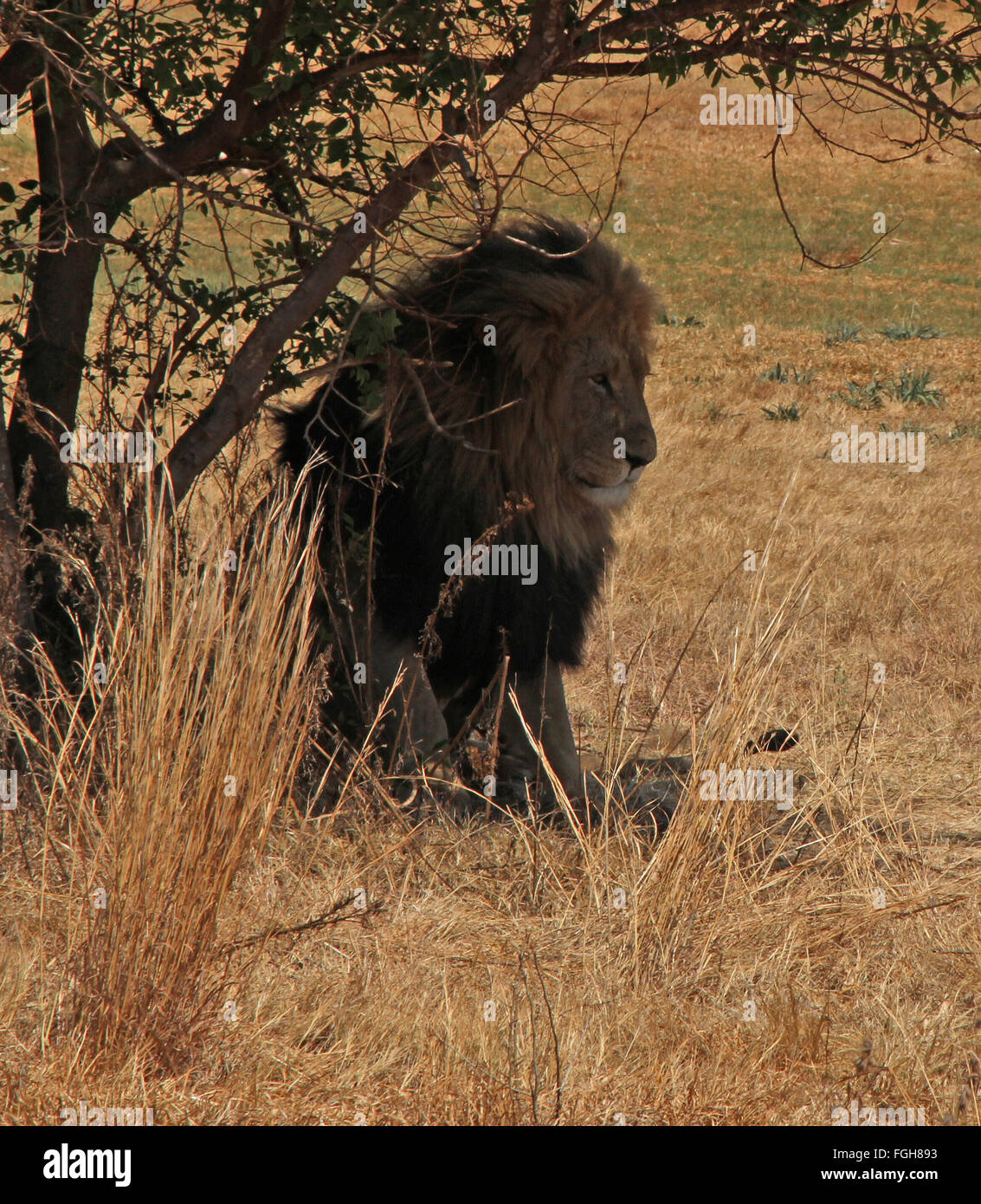 Male Lion looking at the distance Stock Photo - Alamy