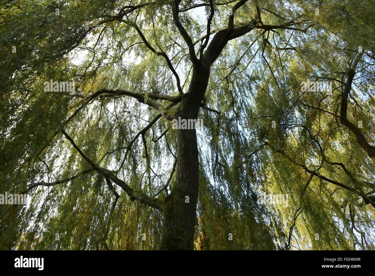 Canopy of willow hi-res stock photography and images - Alamy