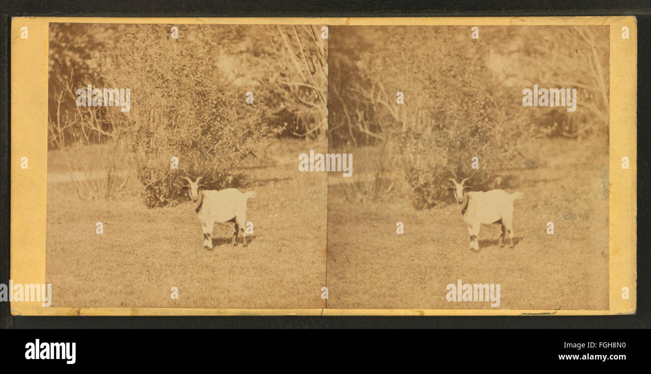 Photograph from the Robert N. Dennis collection showing a goat ...