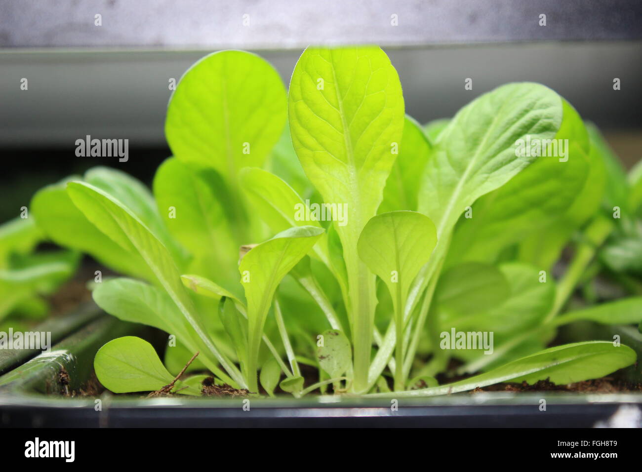 Lettuce seedlings hi-res stock photography and images - Alamy