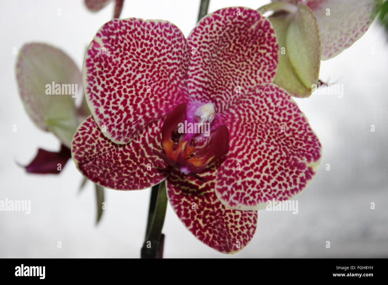 Speckled flower hi-res stock photography and images - Alamy