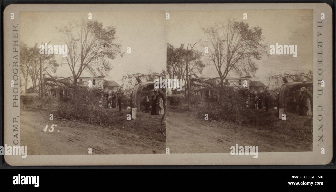 A photograph of downed trees, capturing the natural scene of the fallen ...