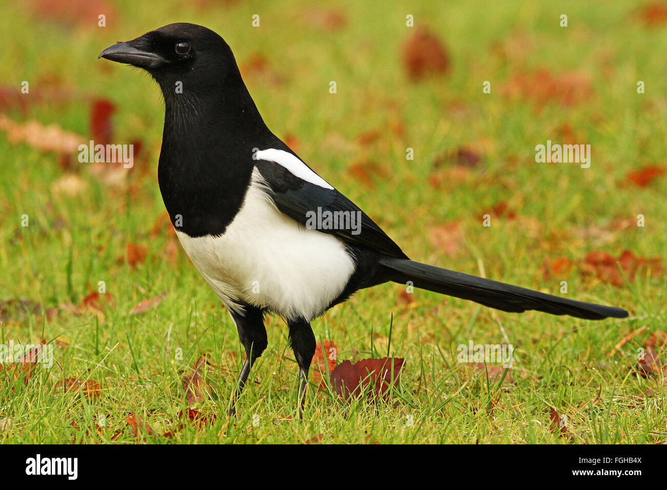 Magpie on grass with autumn leaves Stock Photo - Alamy