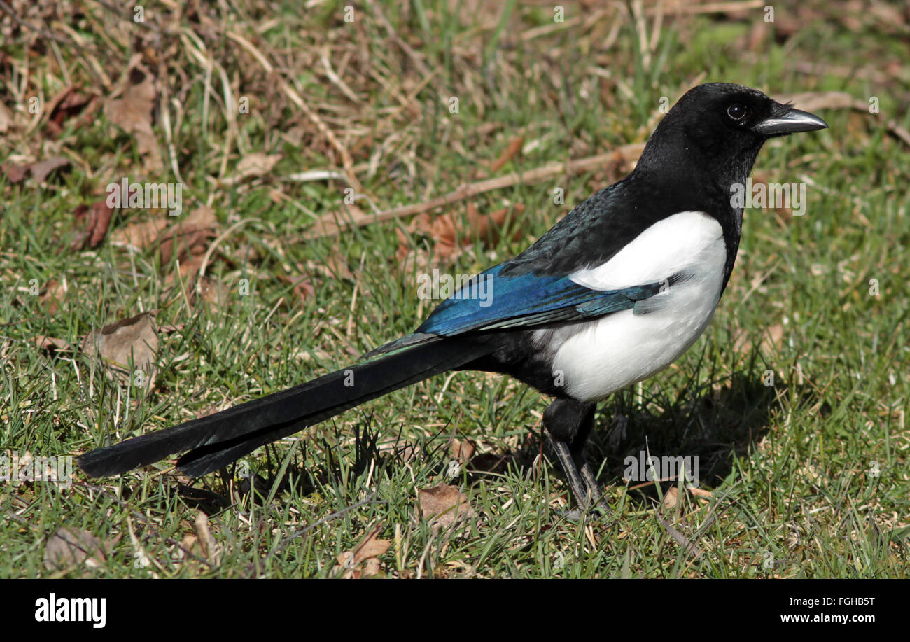 Magpie side on standing on grass Stock Photo - Alamy