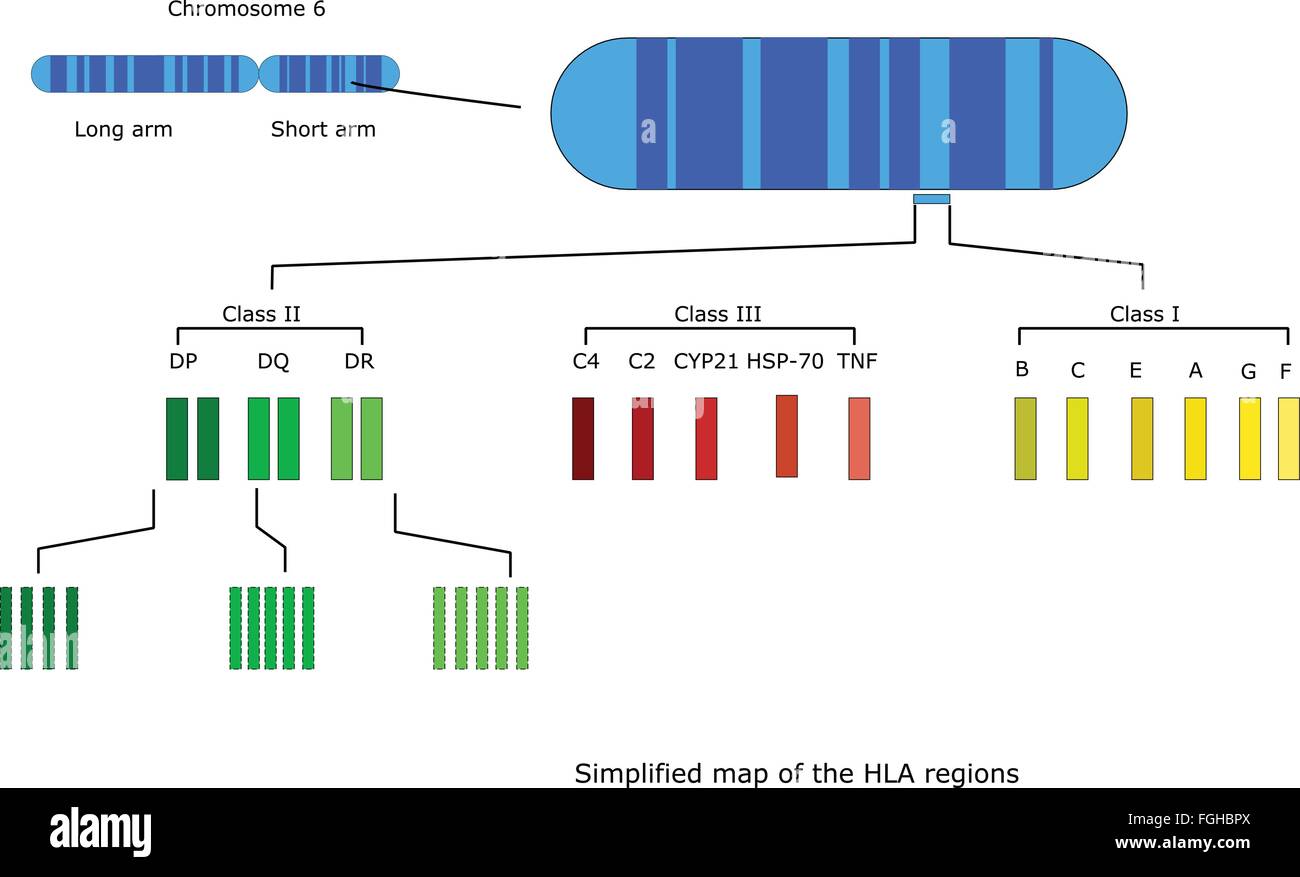 chromosome 6 and its main HLA regions Stock Vector Art & Illustration ...