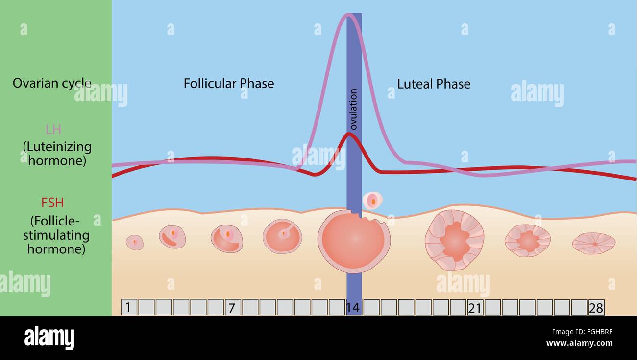 Luteal Phase High Resolution Stock Photography and Images - Alamy